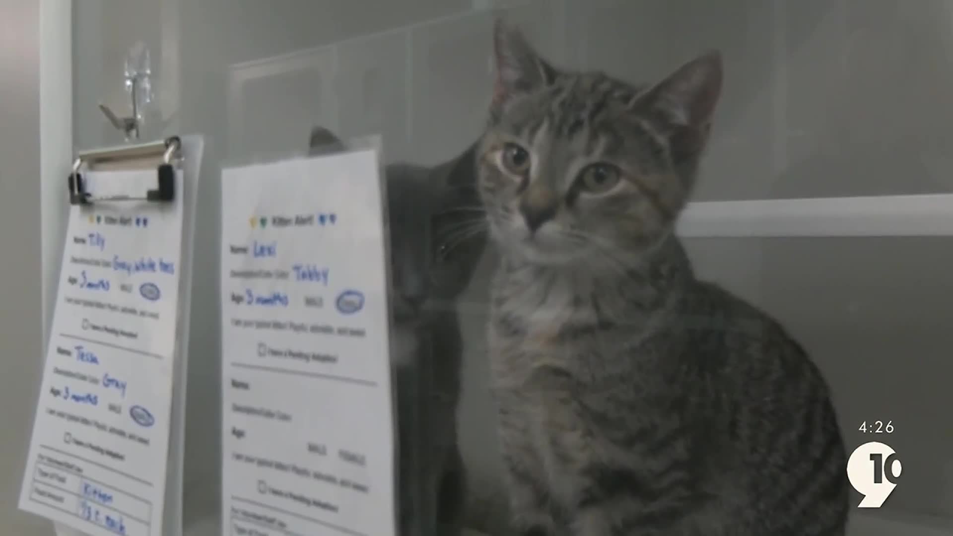 Cherryland Humane Society receives recognition for being a no-kill ...