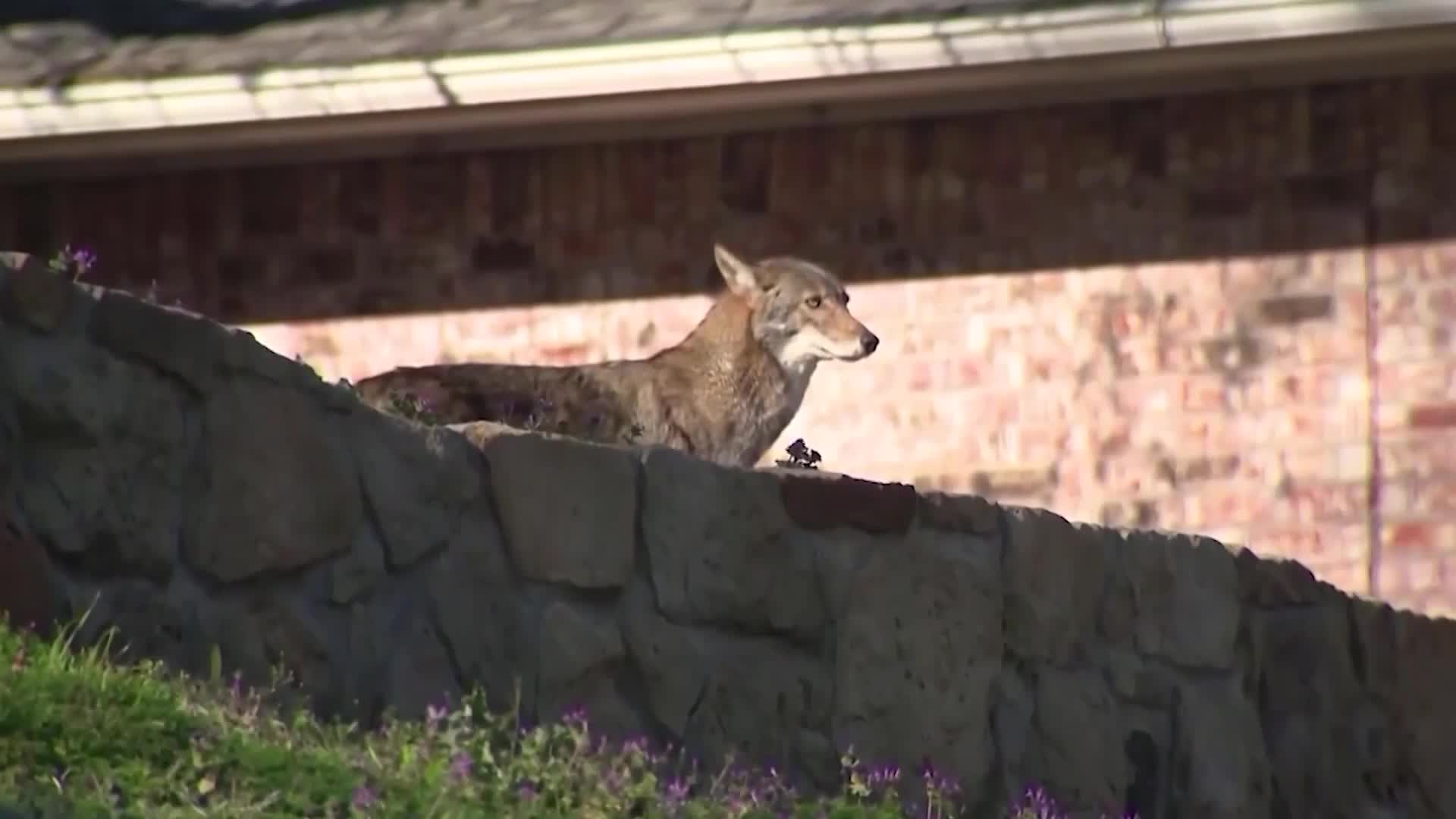 Hook & Hunting: Year-round coyote hunting rules finalized by Natural ...