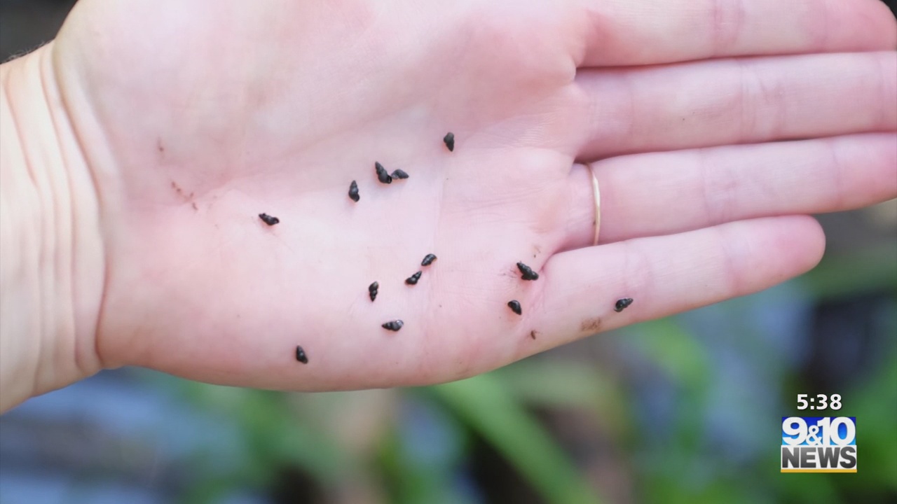 Invasive Snail Species Found In Northern Michigan, What DNR Wants ...