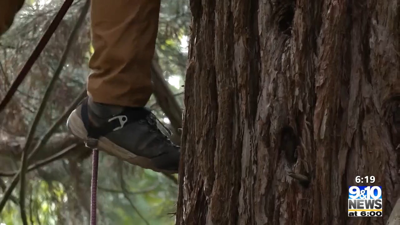 Archangel Ancient Tree Archive Harvests Cones from Manistee Sequoia to ...