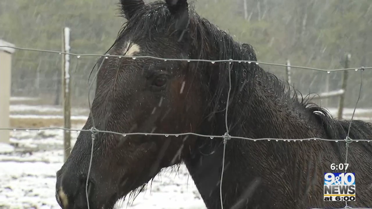 Roscommon County VA, Horse Ranch to Offer Free Riding and Grooming ...