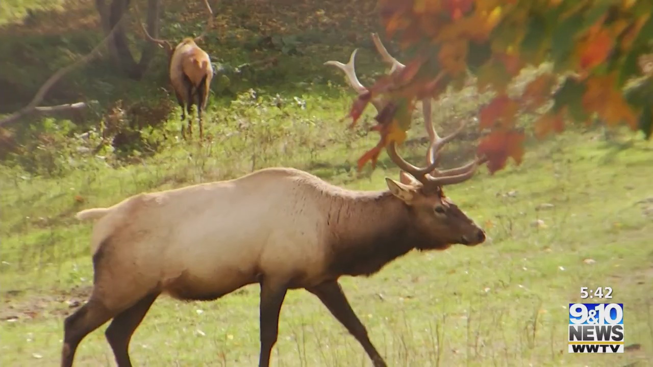 Sights and Sounds: Gaylord Elk Viewing Park – 9&10 News
