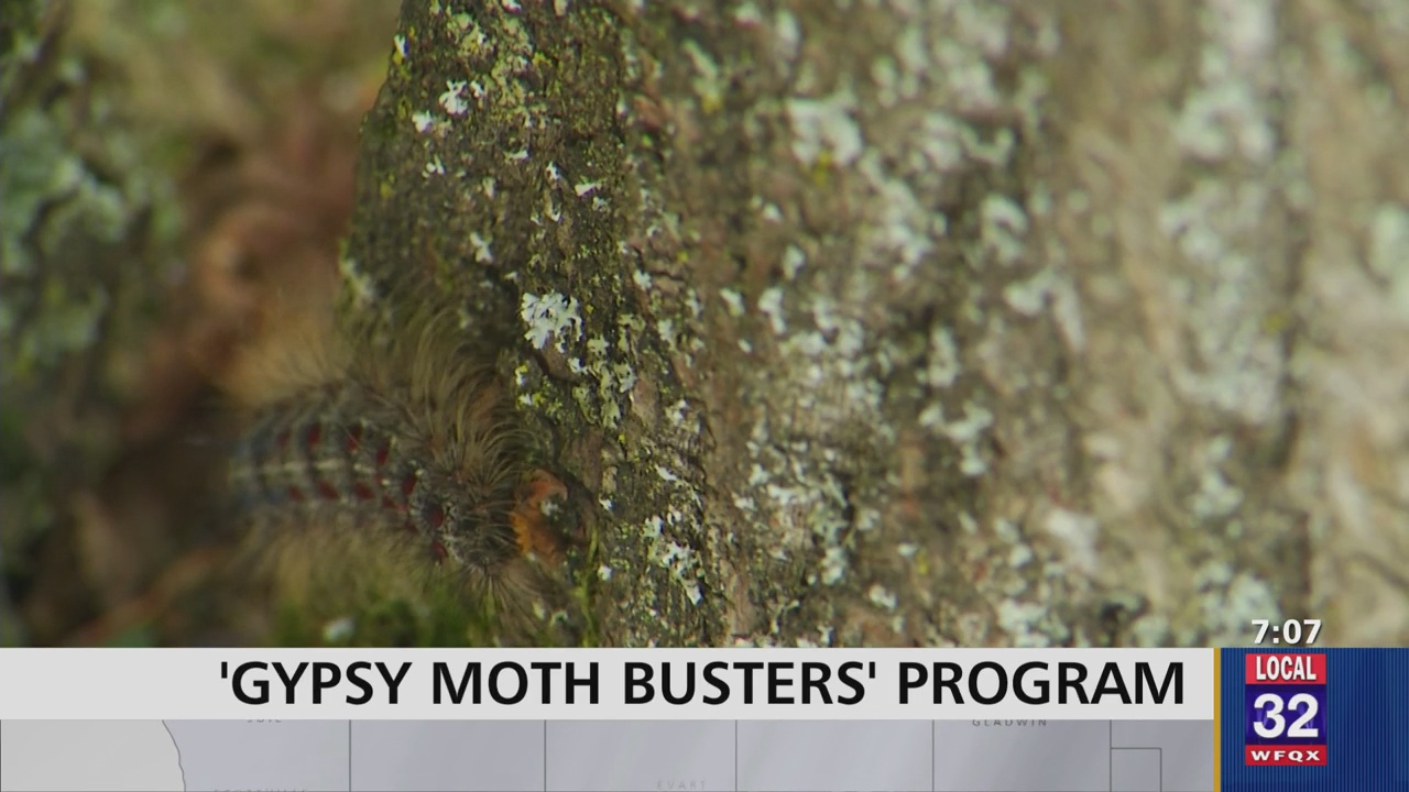 Roscommon 4H, Gypsy Moth Program Create Moth Busting Program for Kids ...