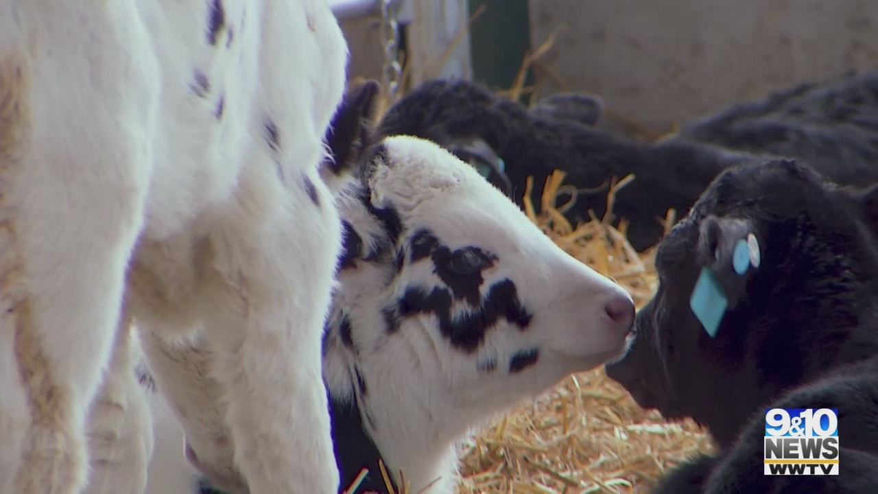 Cedar Grove Farm Working Smarter Not Harder to Make Ends Meet – 9&10 News