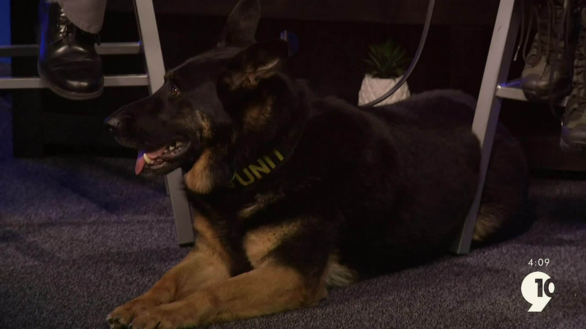 Golf Tournament To Support Mecosta County Sheriffs K9 Unit – 9&10 News