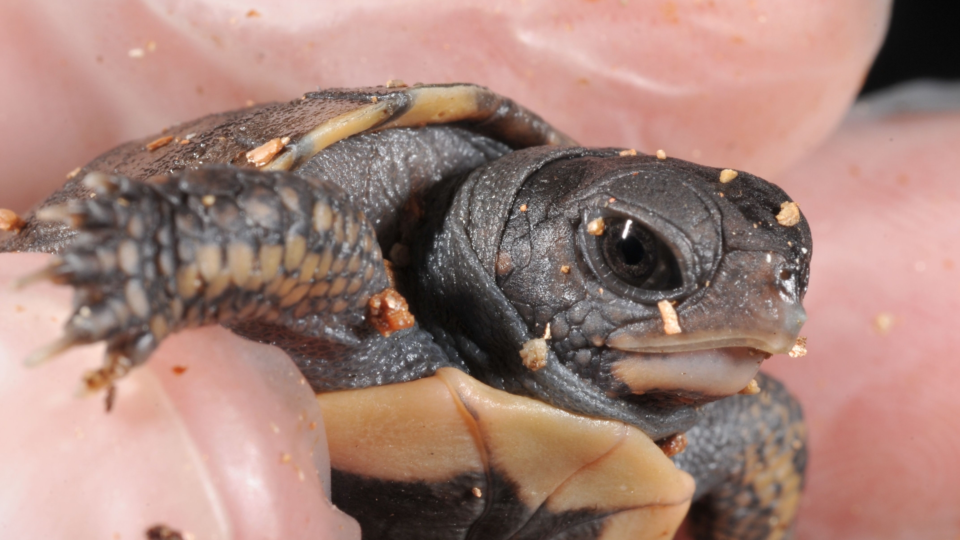 Local Box Turtles Get Helping Hand At John Ball Zoo – 910News.com
