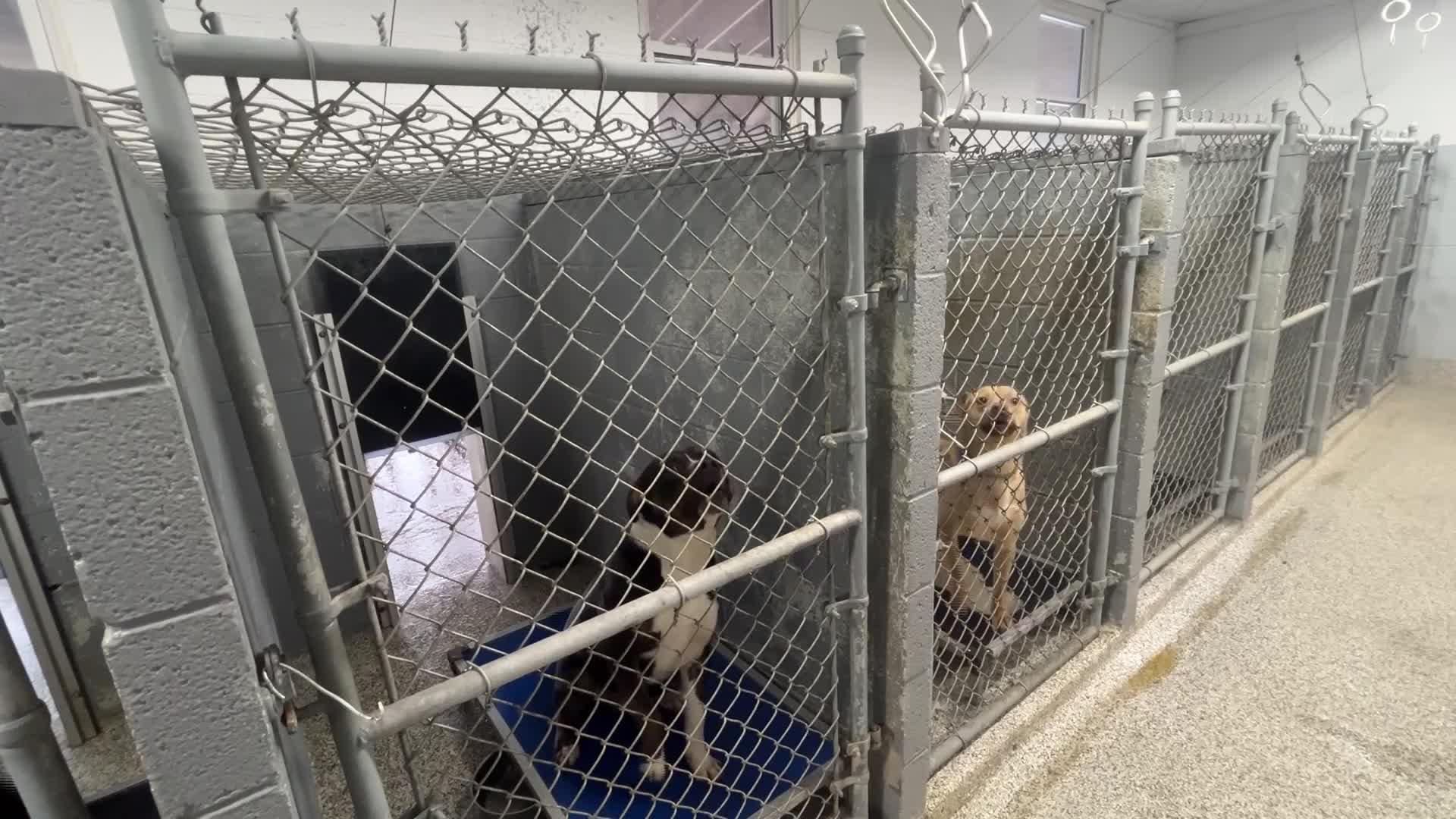 Breeders seek release of dogs held as evidence in animal abuse trial ...