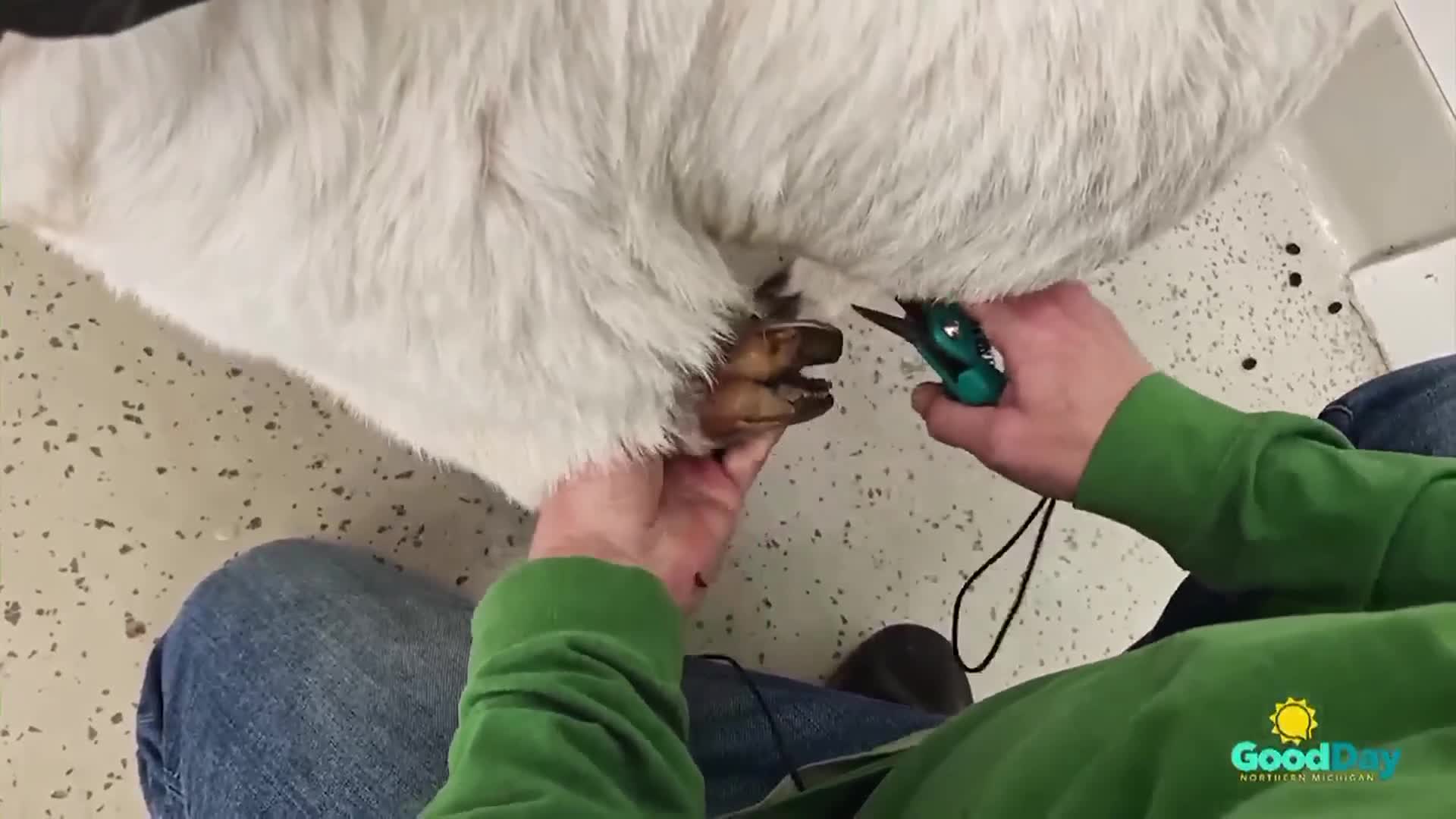 Growing, Eating and Educating with NanBop Farm: Goat hoof trim ...