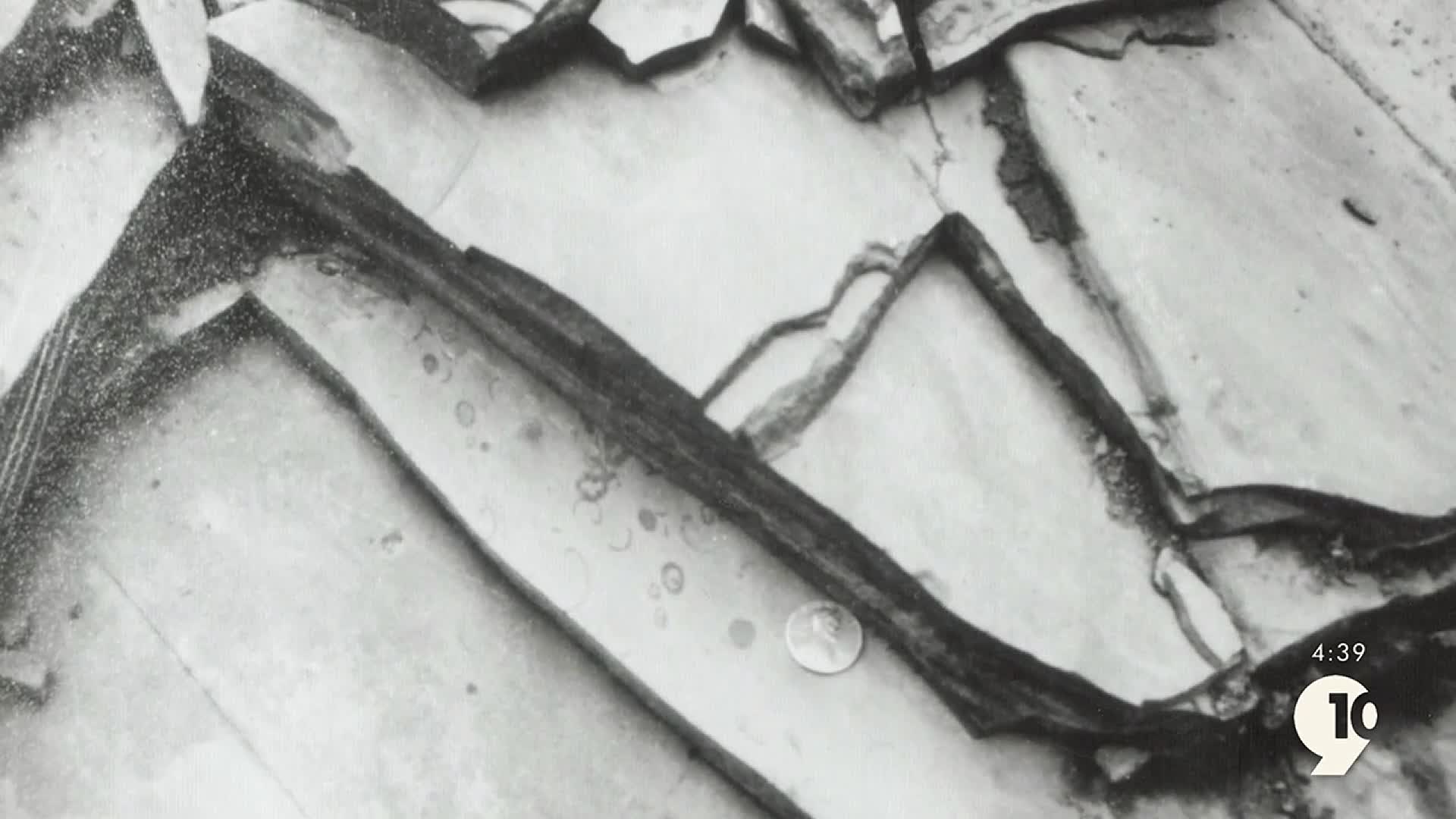 Alexis Dahl: The oldest creature you can see without a microscope – 9 ...