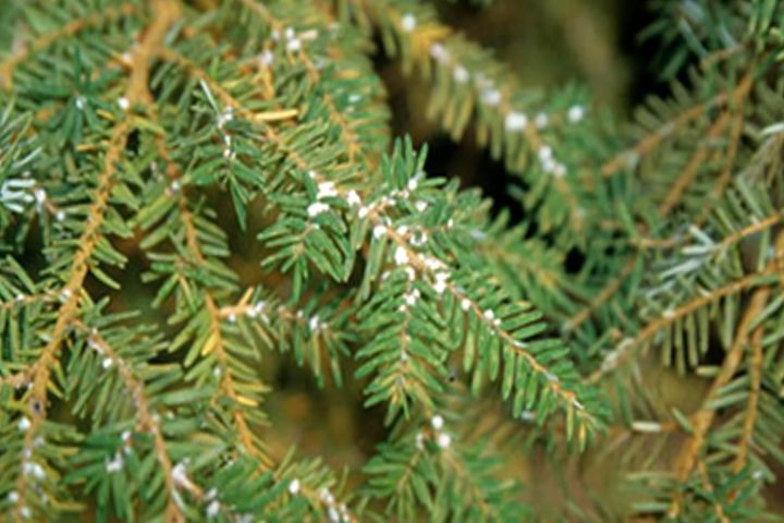 DNR, MDARD Ask People to Check for an Invasive Species That Could Hurt ...