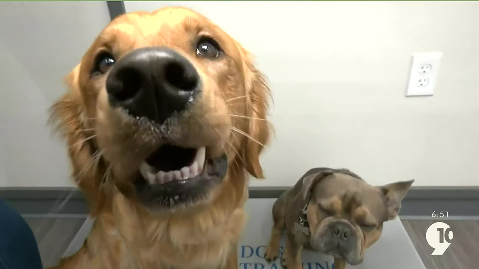 MTM On The Road: Training Dogs Fur Real – 9&10 News