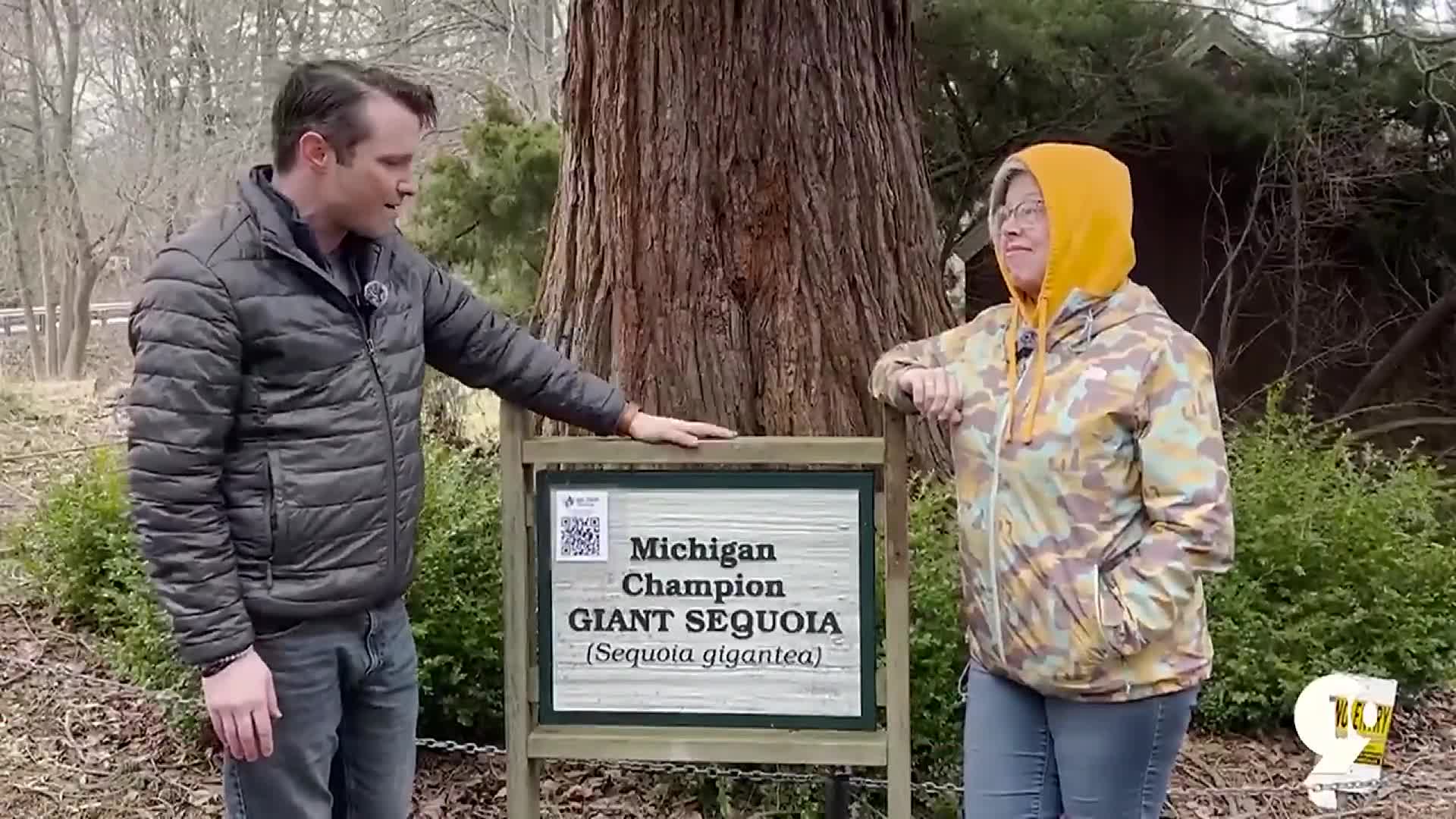 Spend the night with Michigan's legendary Giant Sequoia – 9&10 News