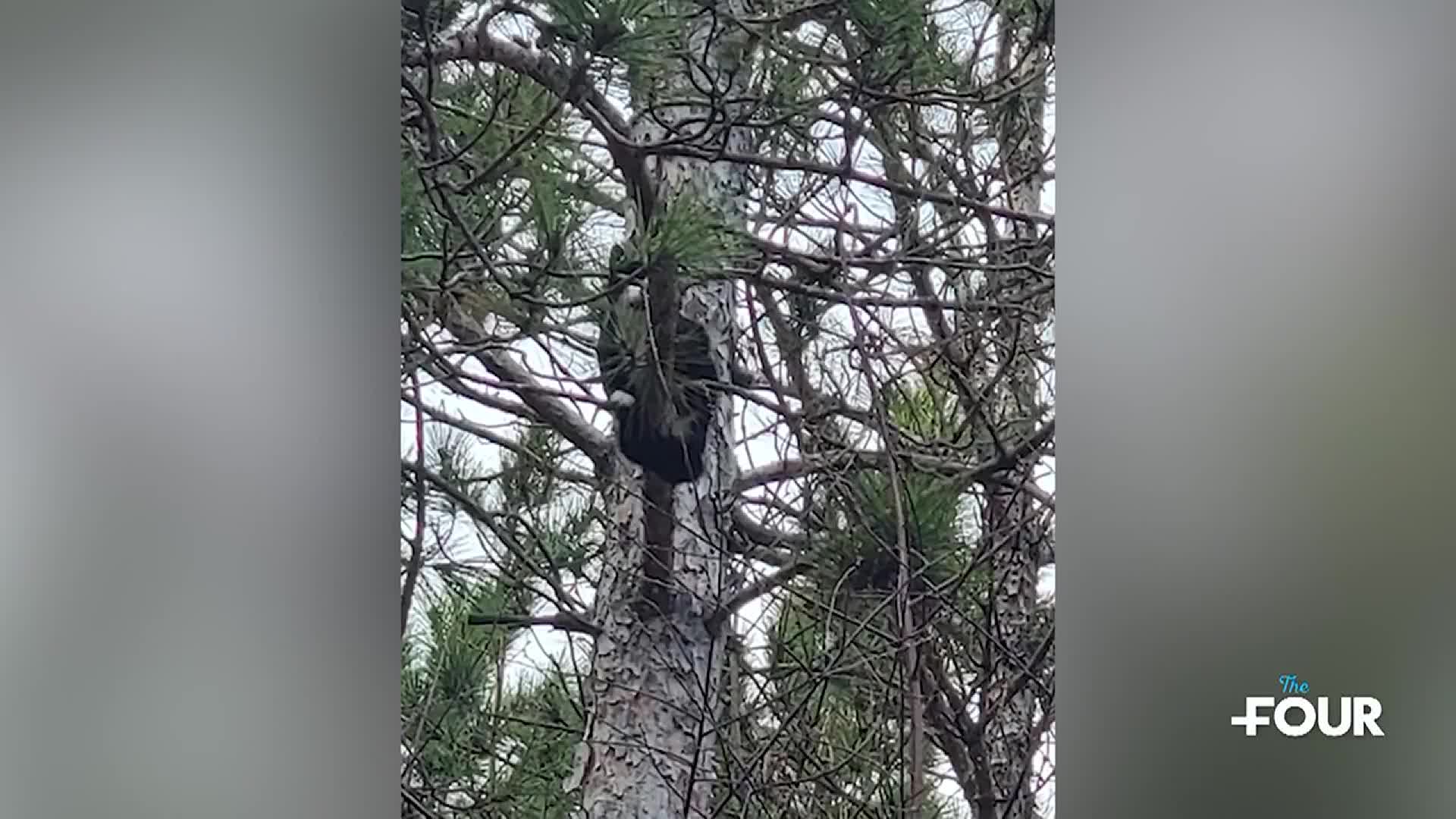 Local arborists come to rescue of cat stuck in tree – 9&10 News