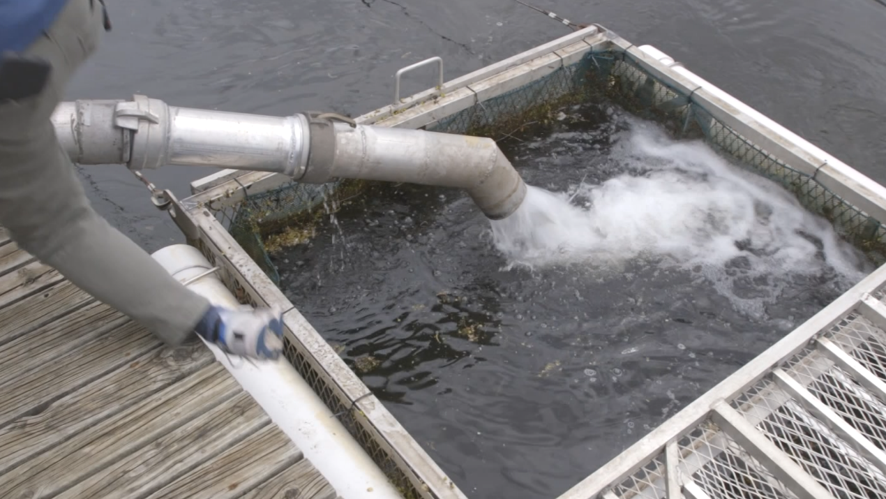 Hook & Hunting: Chinook salmon smolts placed in the Boardman River – 9&10 News