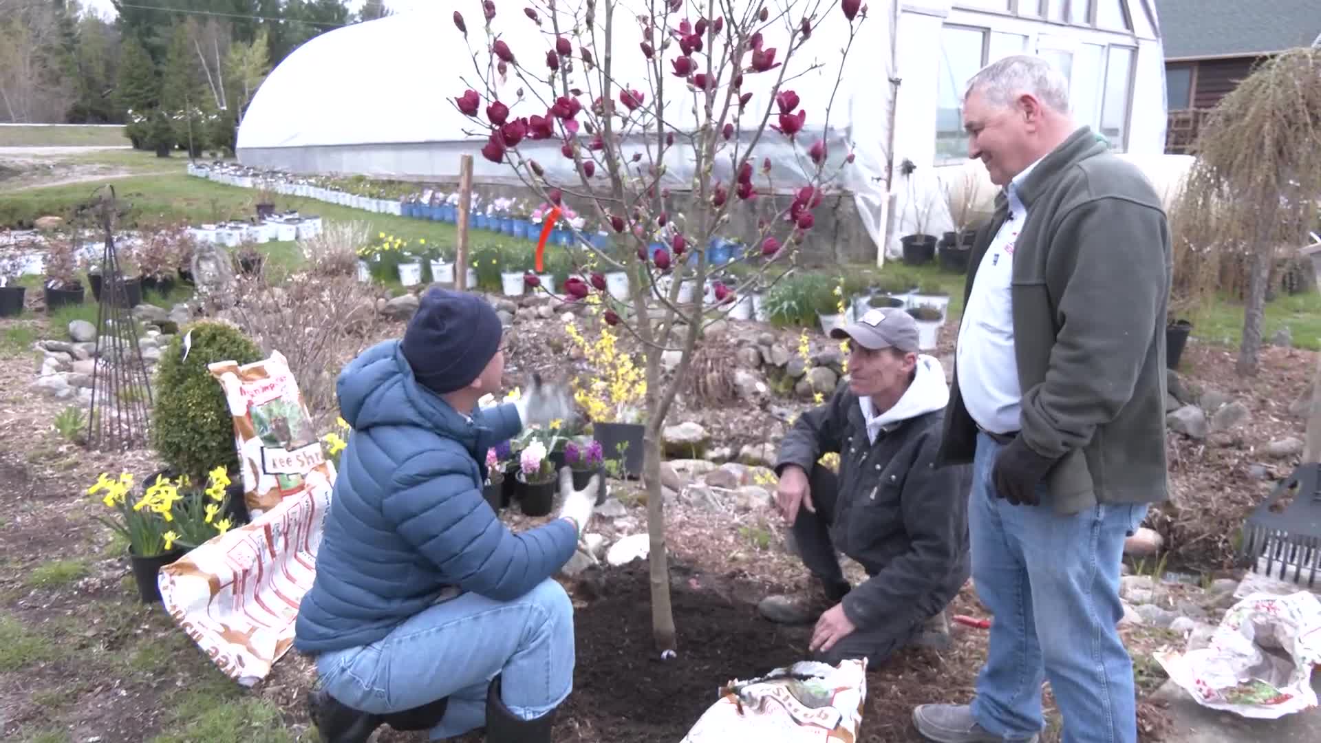 What’s Growing With Tom: Giving Spring Shrubs and Trees a Strong Start ...