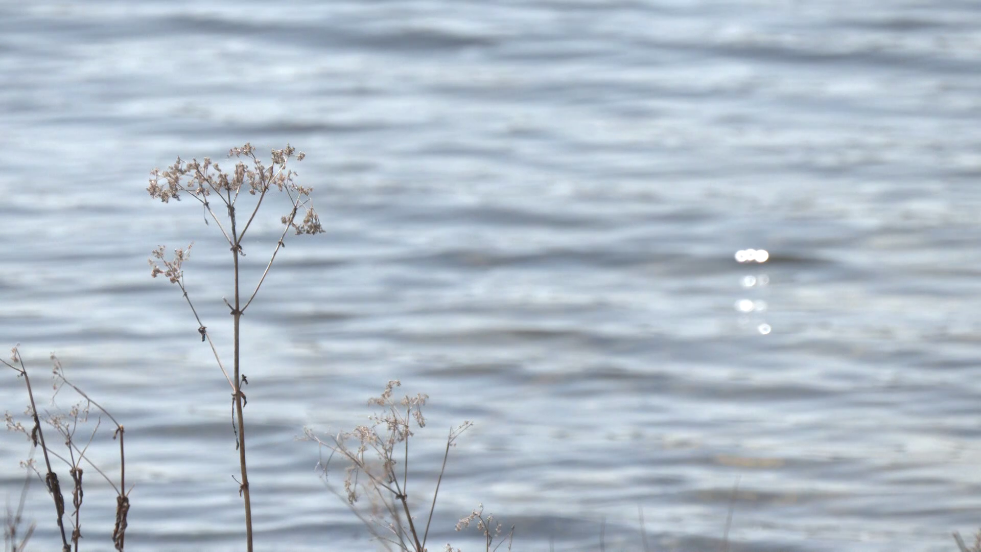 Sights and Sounds: Relaxing Day at Goose Lake in Missaukee – 9&10 News