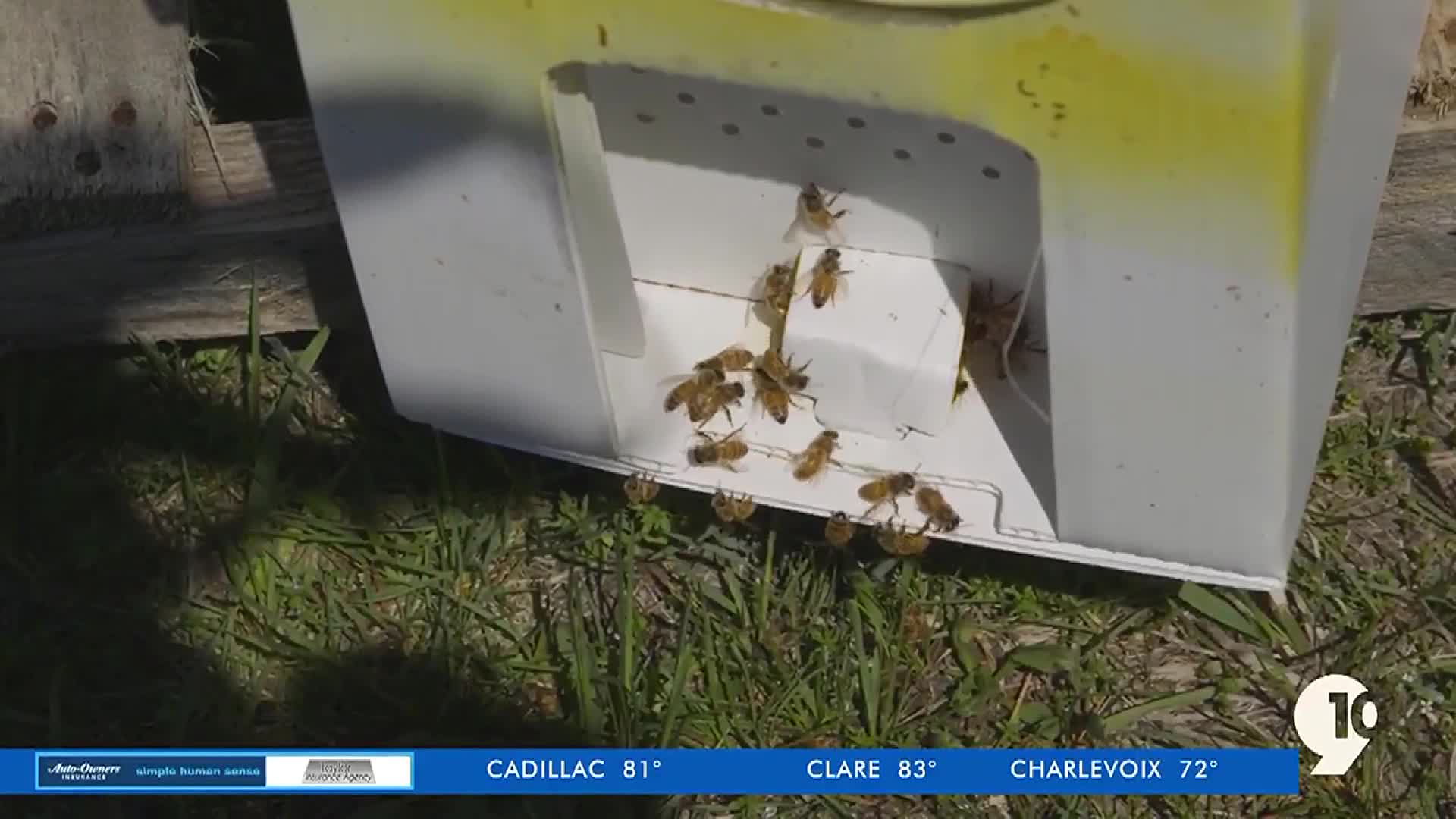 Michigan farmers rely on honey bees for timely cherry pollination – 910News.com