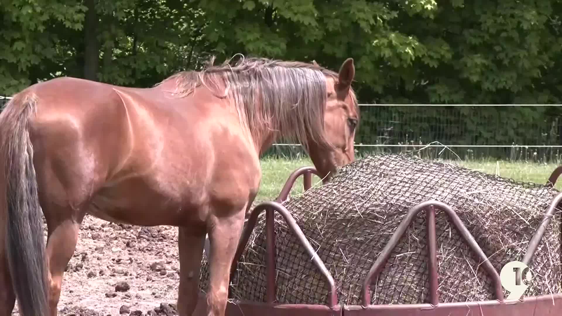 Reining Liberty Ranch Provides Resources and Support for Veterans – 9 ...