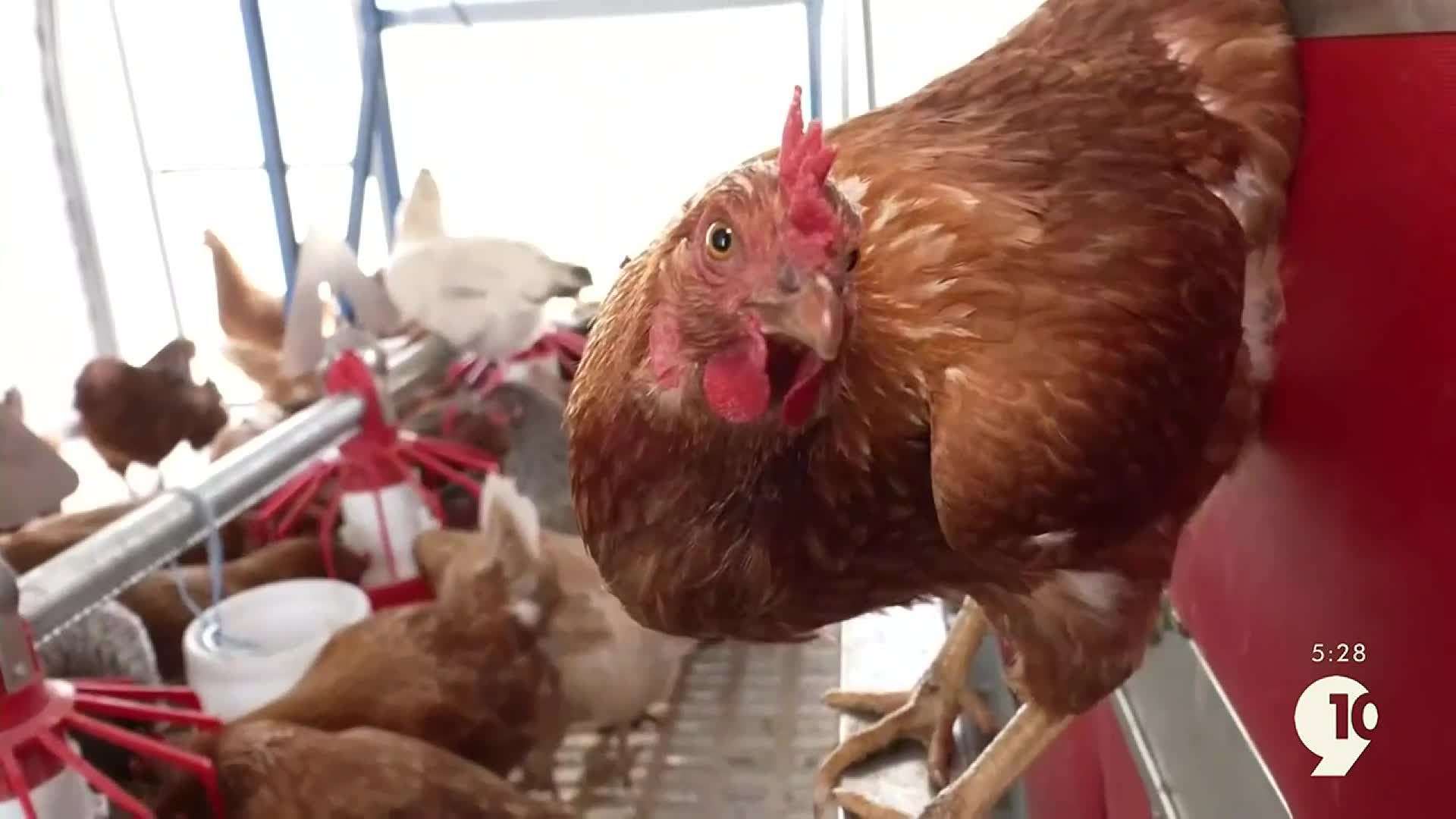Sights and Sounds: Down on the Farm with the Chickens – 9&10 News