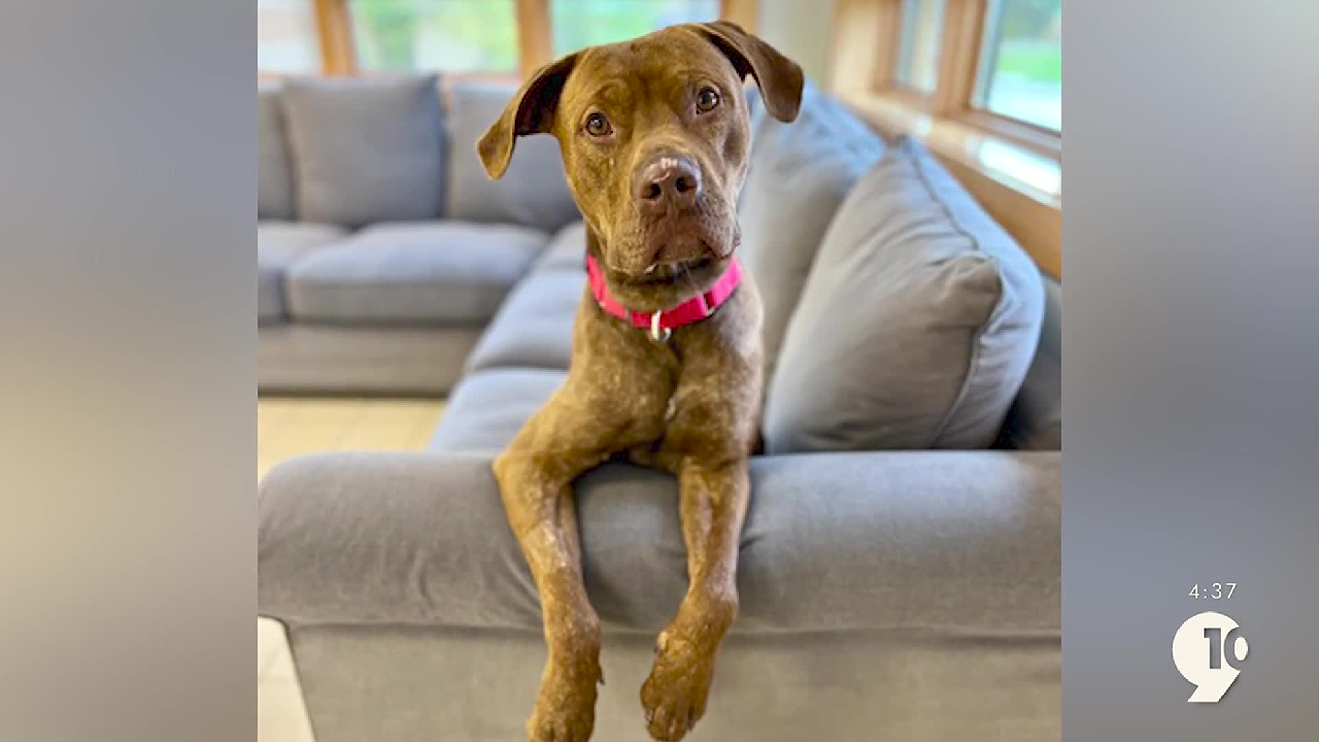 Adopt A Pet: Meet Cedar, a goofy, smart & loving pup looking for a home ...