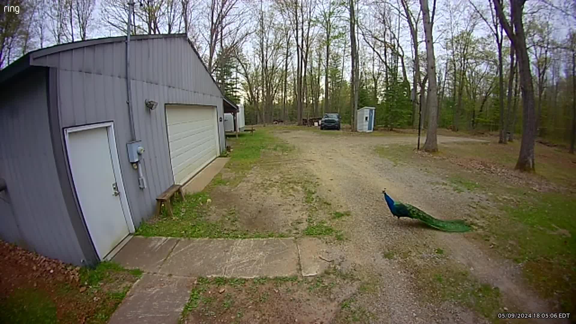 Peacock on the loose! Animal control officers in Saginaw Twp. struggle ...