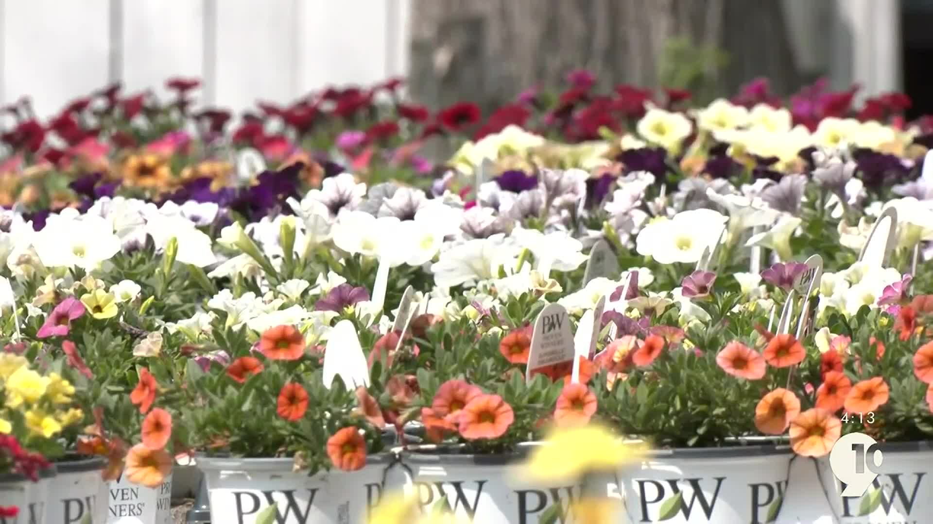 What’s Growing With Tom: Keeping Your Flowers Vibrant and Flower Pot ...