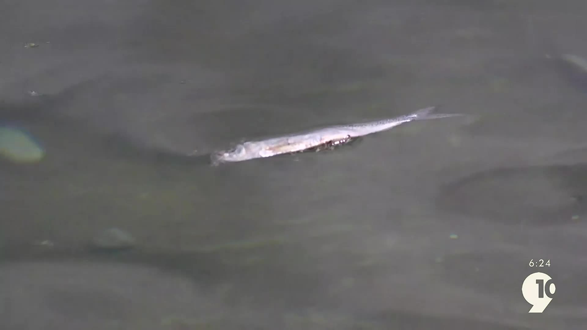 Hook & Hunting: High Heat Means You Might See More Fish Kills – 9&10 News