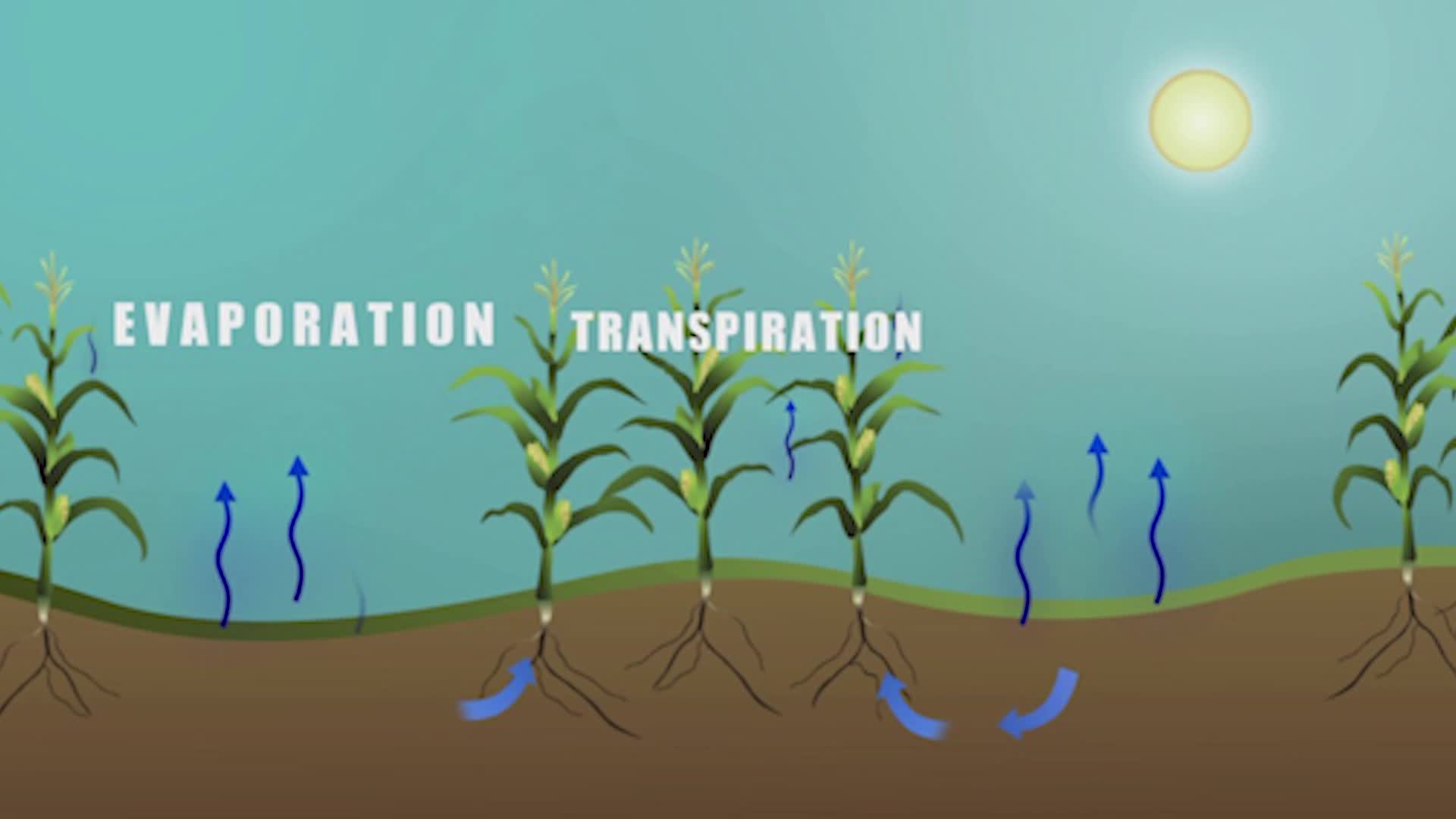 What is the ‘corn sweat’ phenomenon? – 9&10 News