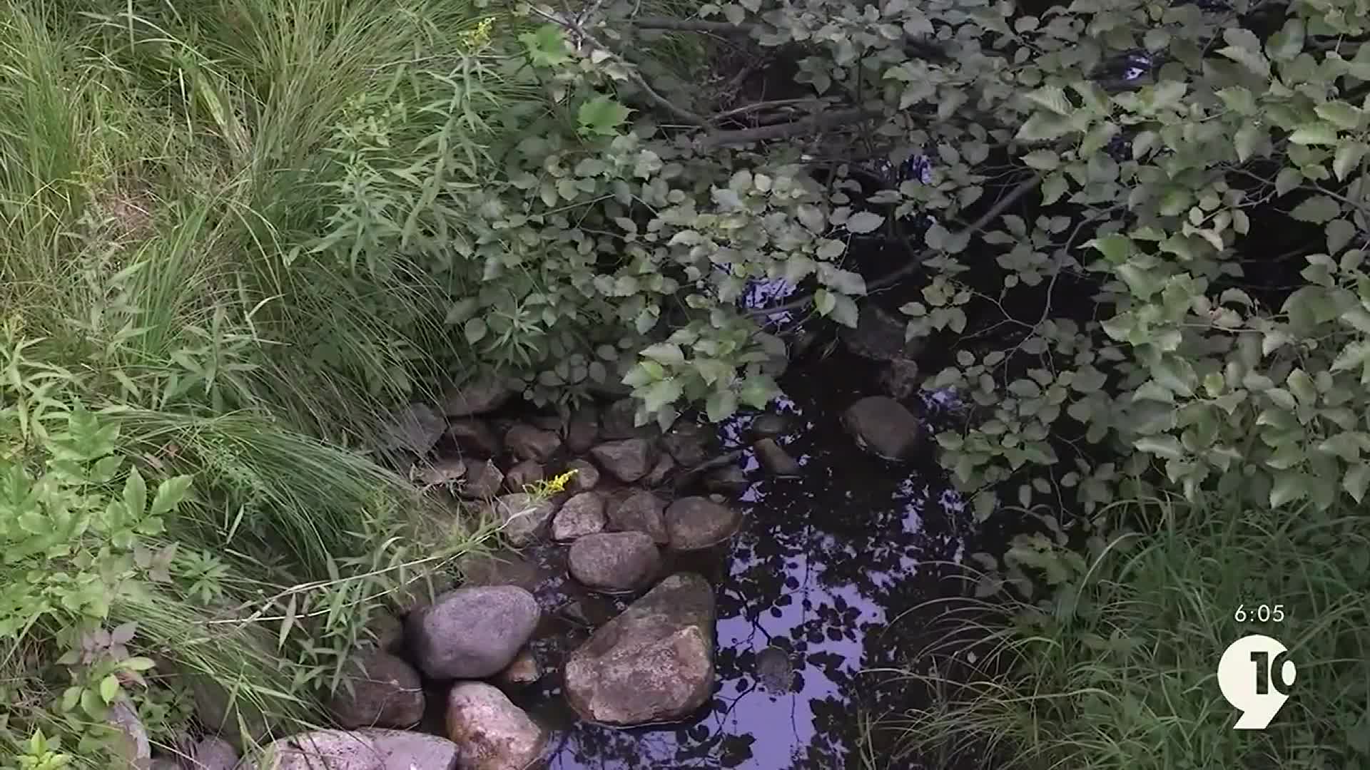 New Zealand Mud Snails detected in Four Mile Creek in Grand Traverse ...