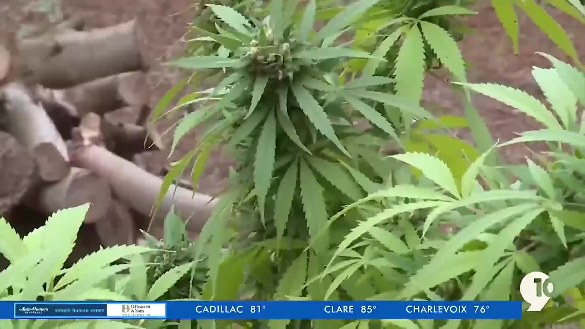 $500K in marijuana funds to be distributed by Grand Traverse County ...