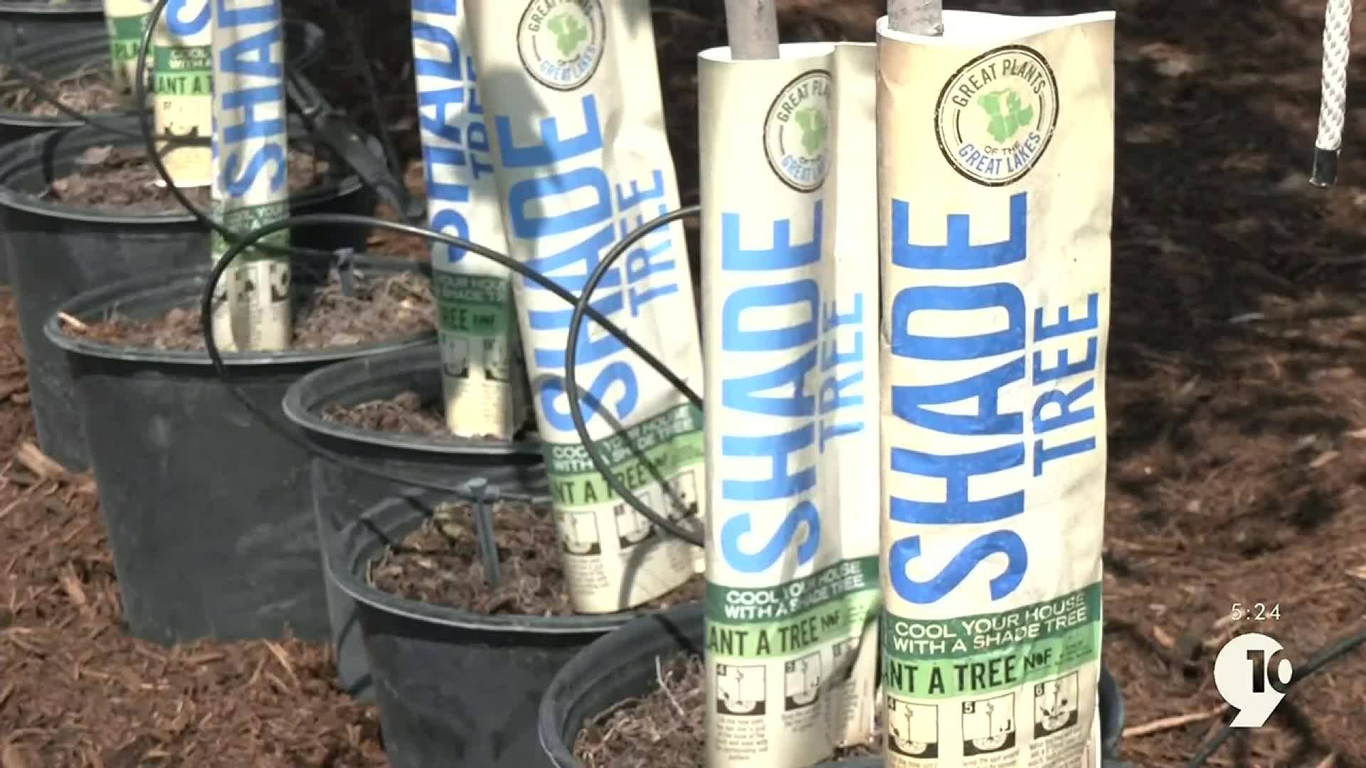 What’s Growing With Tom: What you need to know about trees before you ...