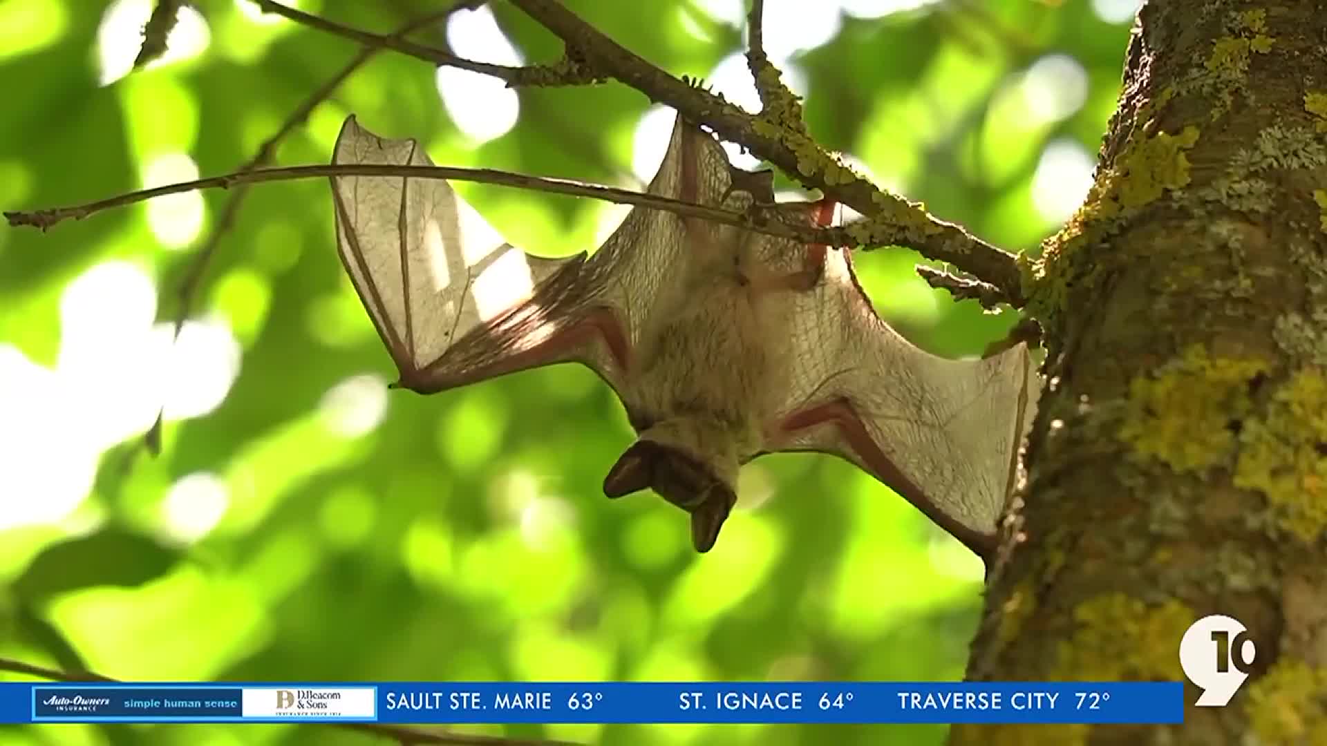 Health department offers advice on handling bats in homes – 9and10News.com