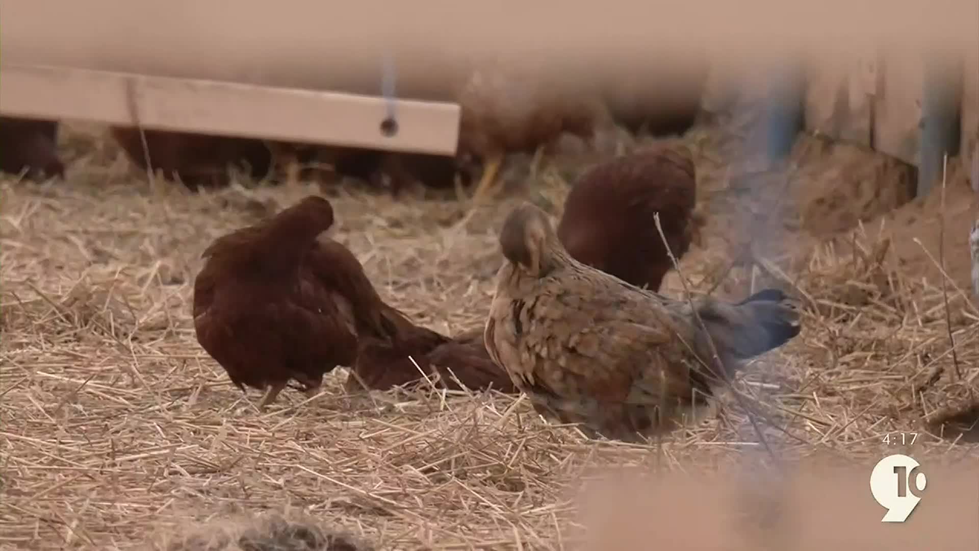 Growing, Eating, and Educating with NanBop Farm: NanBop Farm hosting ...