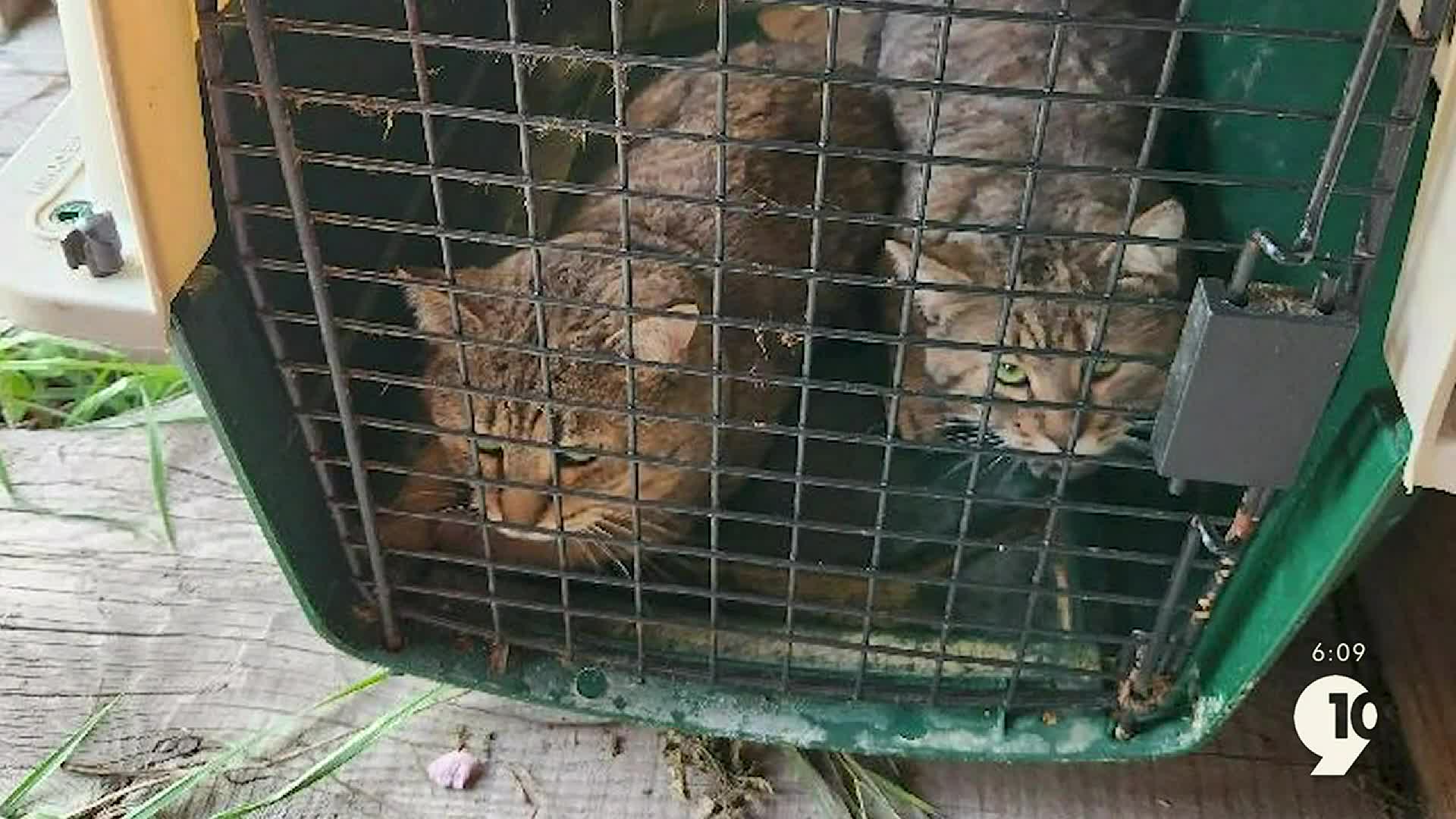 TC Paw Cat Rescue saves dozens of cats from home in Kalkaska Co. – 9&10 ...