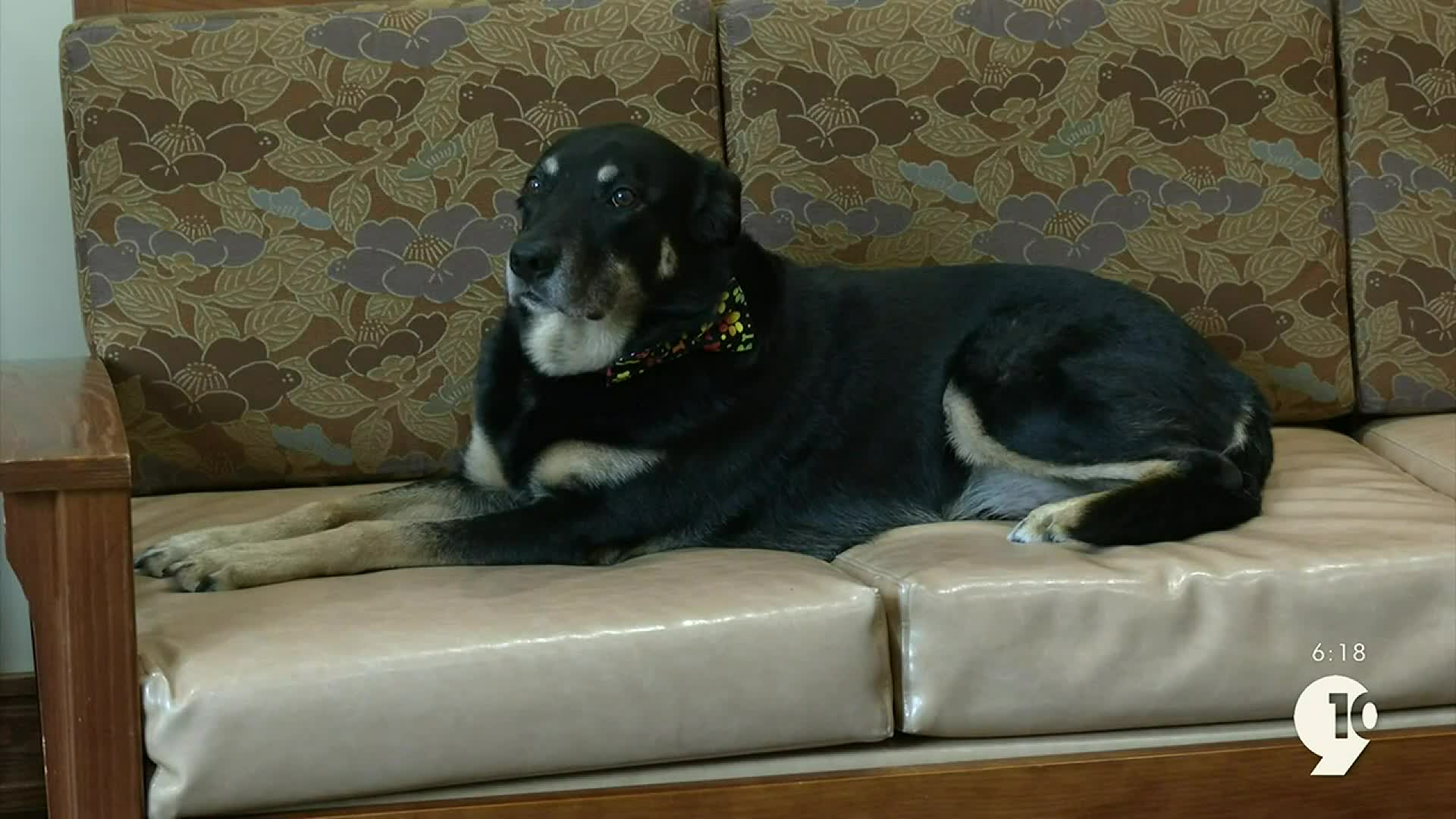 Stray dog finds forever home at Northern Michigan long-term care ...