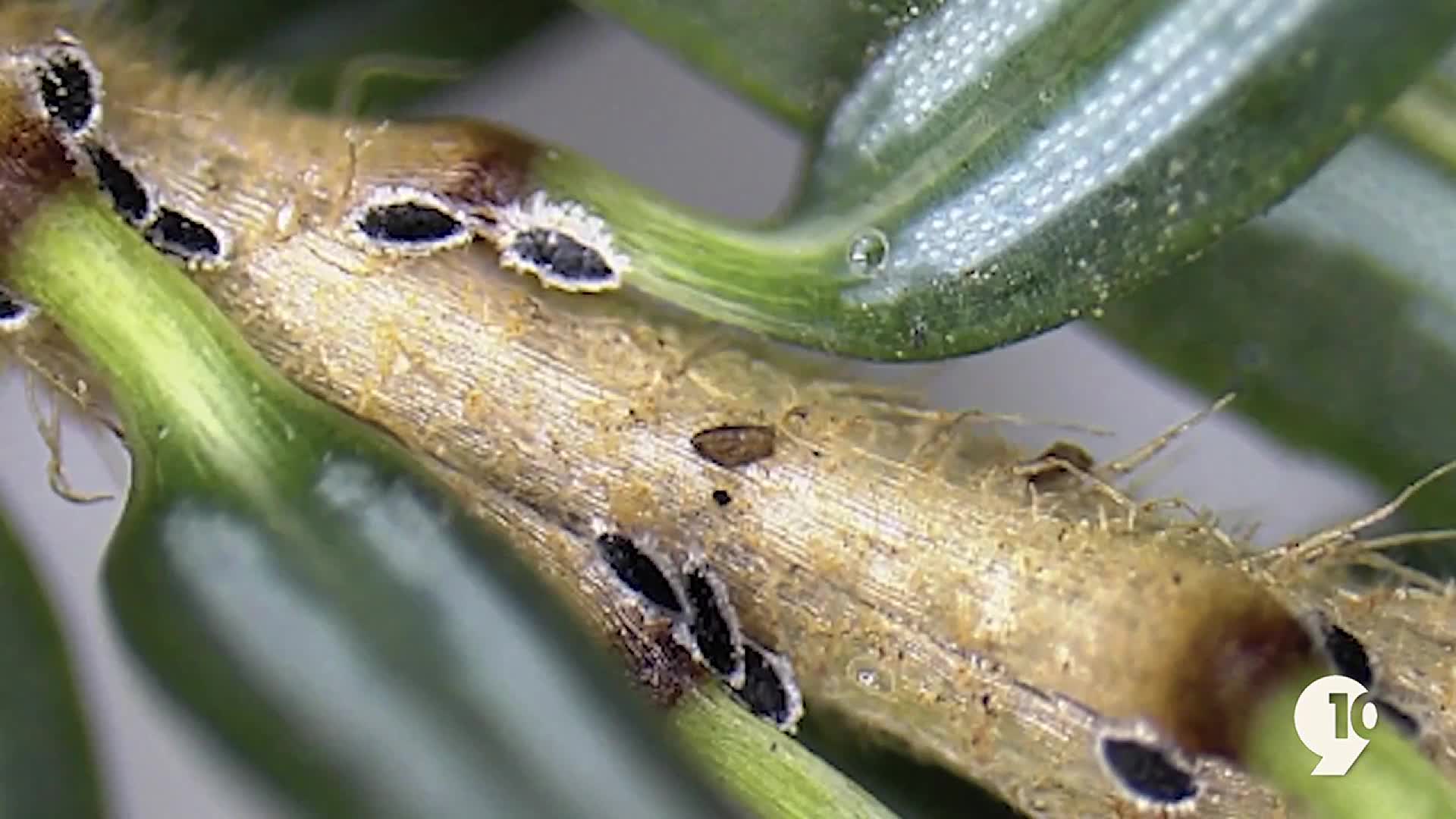 Agencies work together to protect Missaukee Co. tree farms during ...
