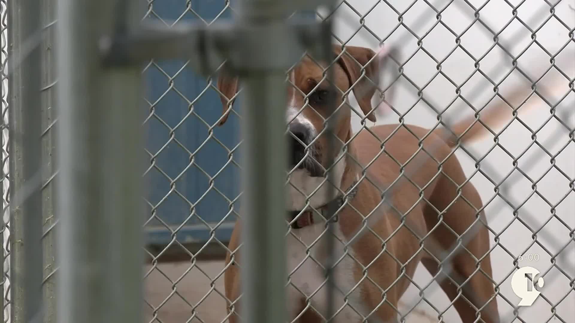 Mecosta County Animal Shelter