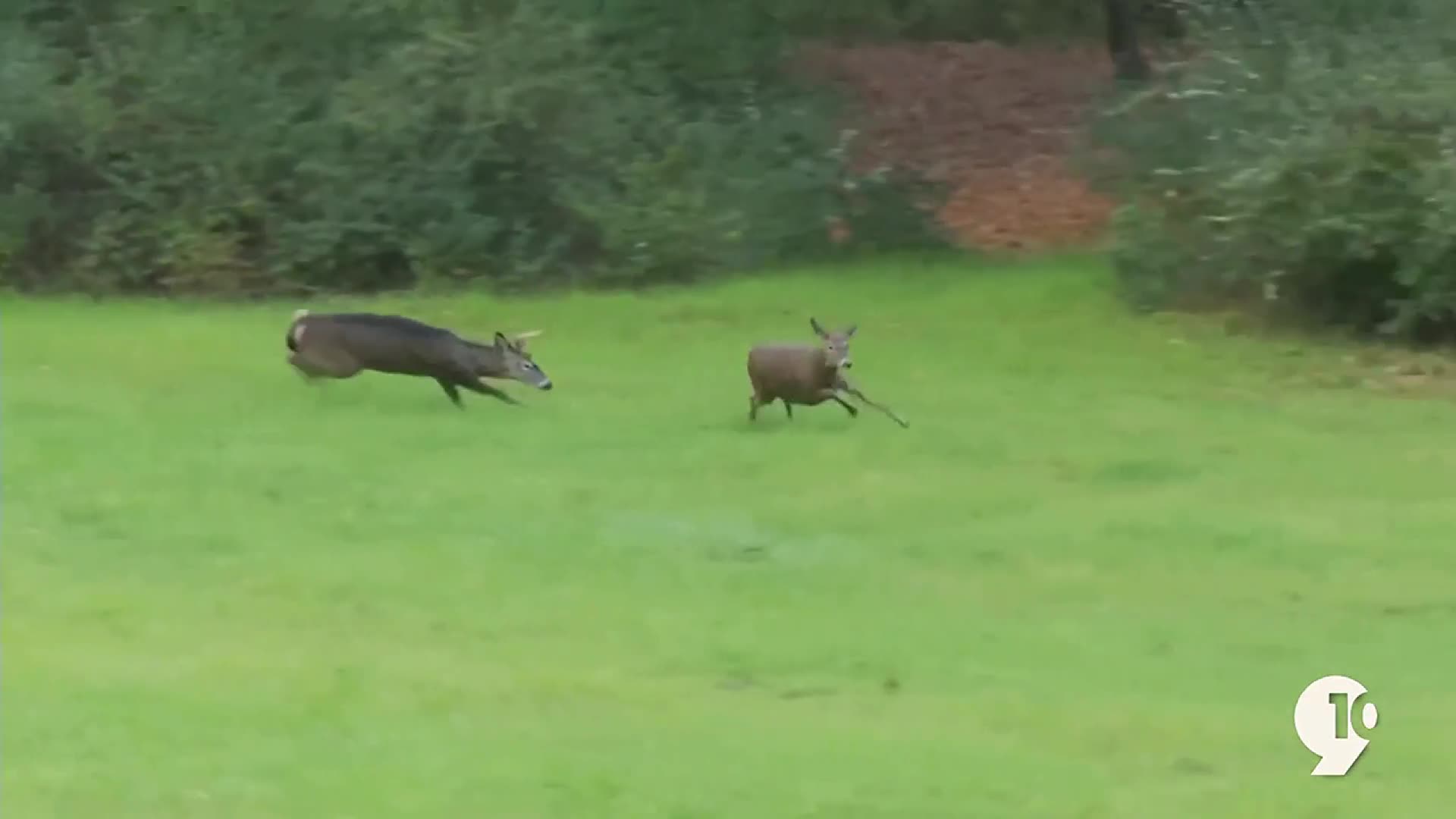 MDOT submits funding request to study wildlife crossing hotspots – 9&10 ...