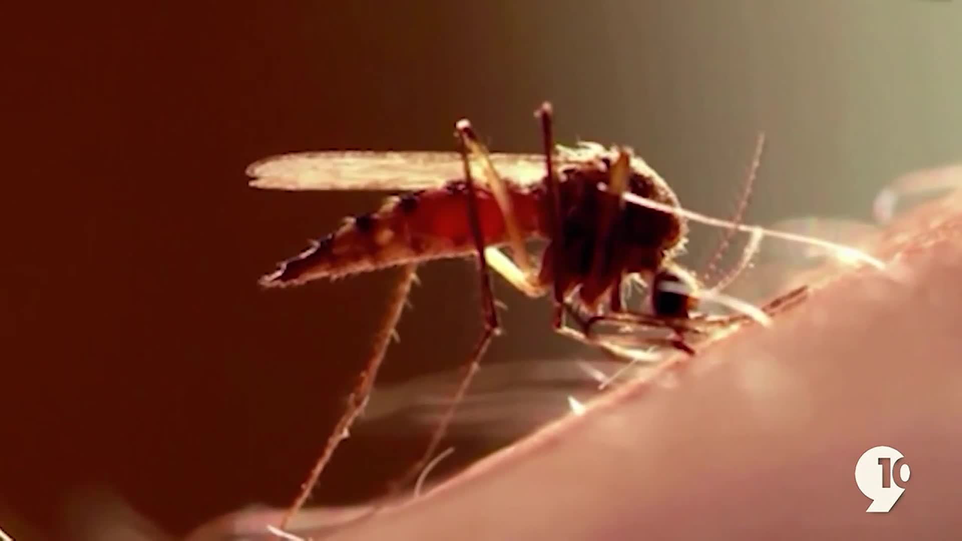 West Nile Virus and EEE are in Northern Michigan; how to protect ...