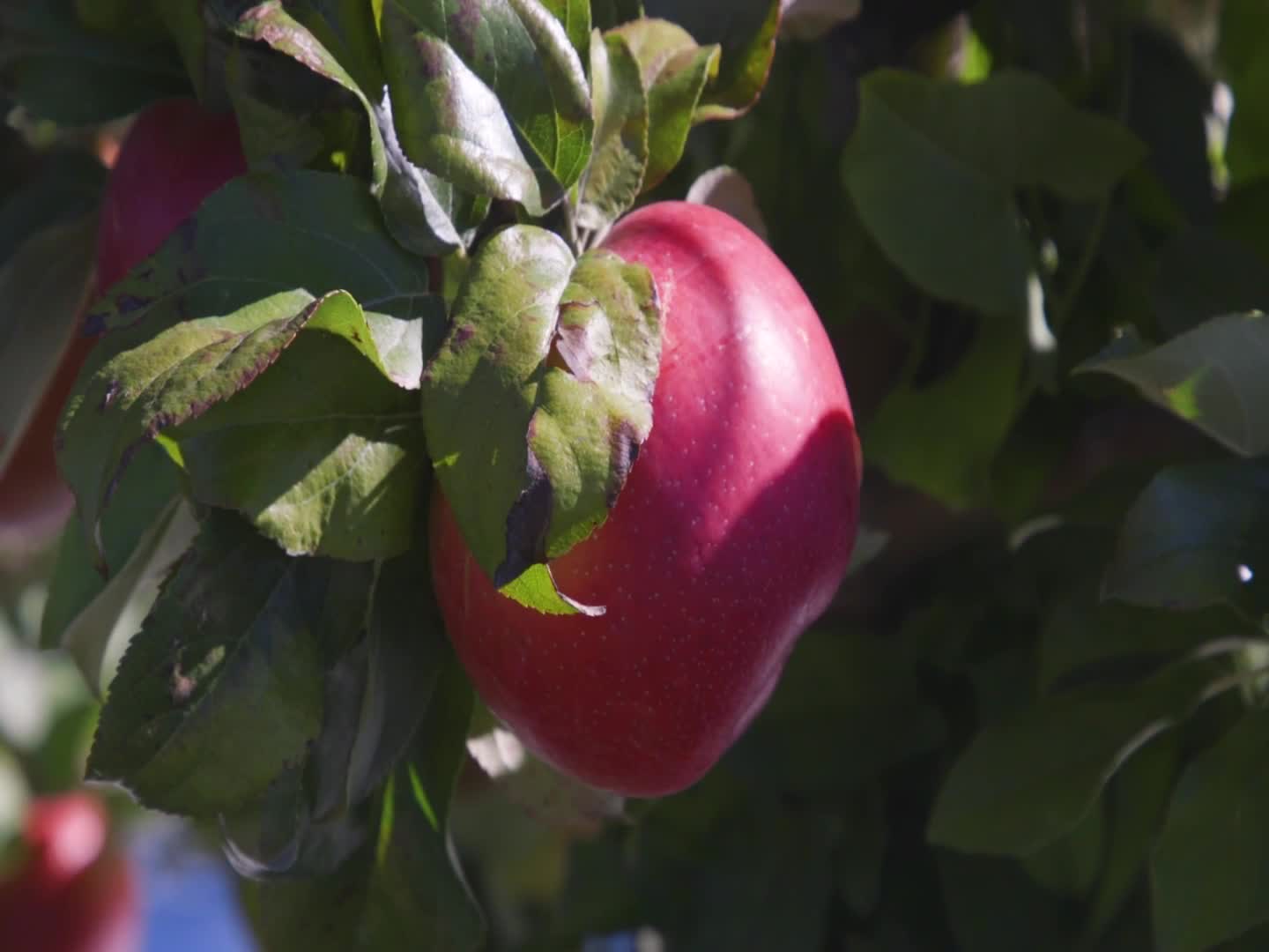 Family fun at King Orchard’s during apple season – 910News.com