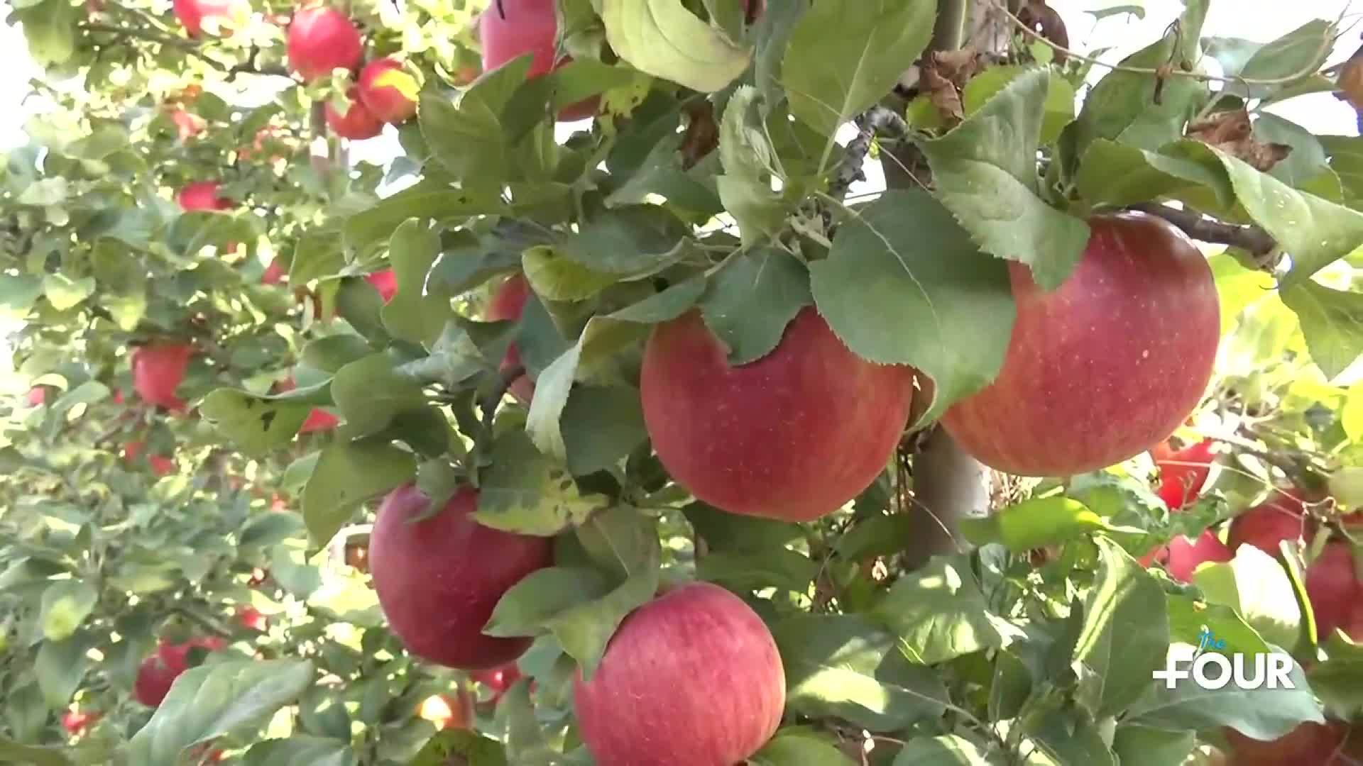 Taking a look at Northern Michigan’s apple crop at King Orchards ...