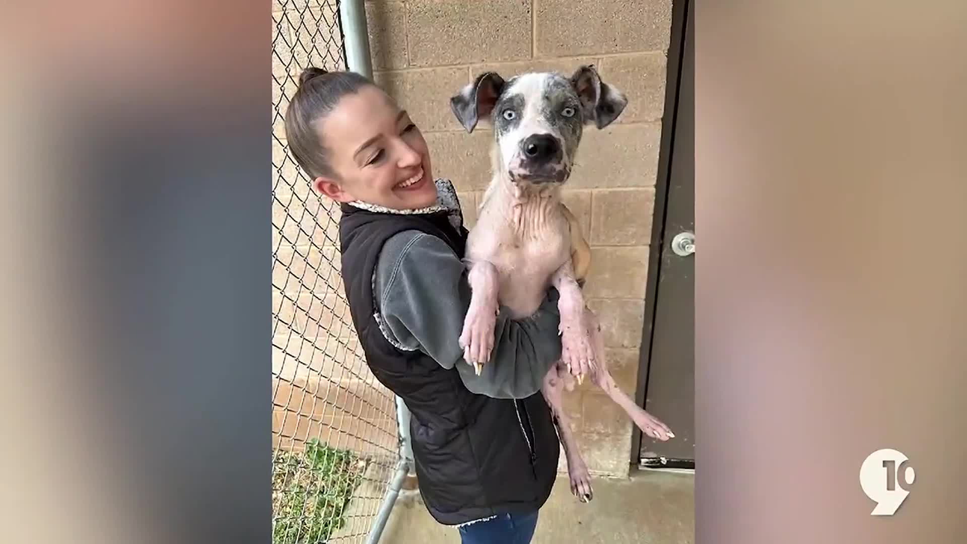 Animals affected by Hurricane Helene taken in by Northern Michigan ...