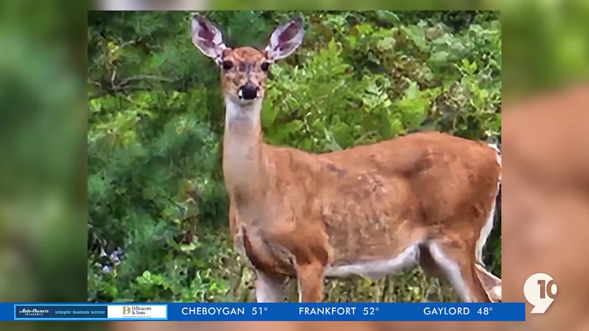Michigan deer hunting numbers fall, but recent uptick observed ...