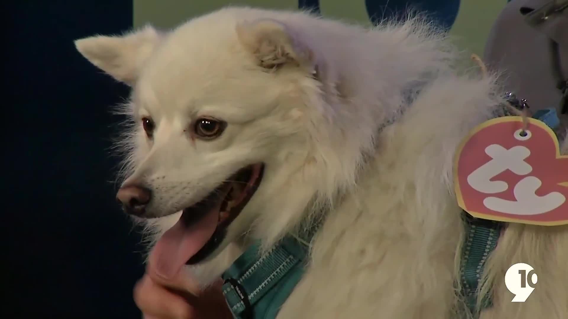 Adopt A Pet: Loving, fluffy Joey needs a home – 9and10News.com