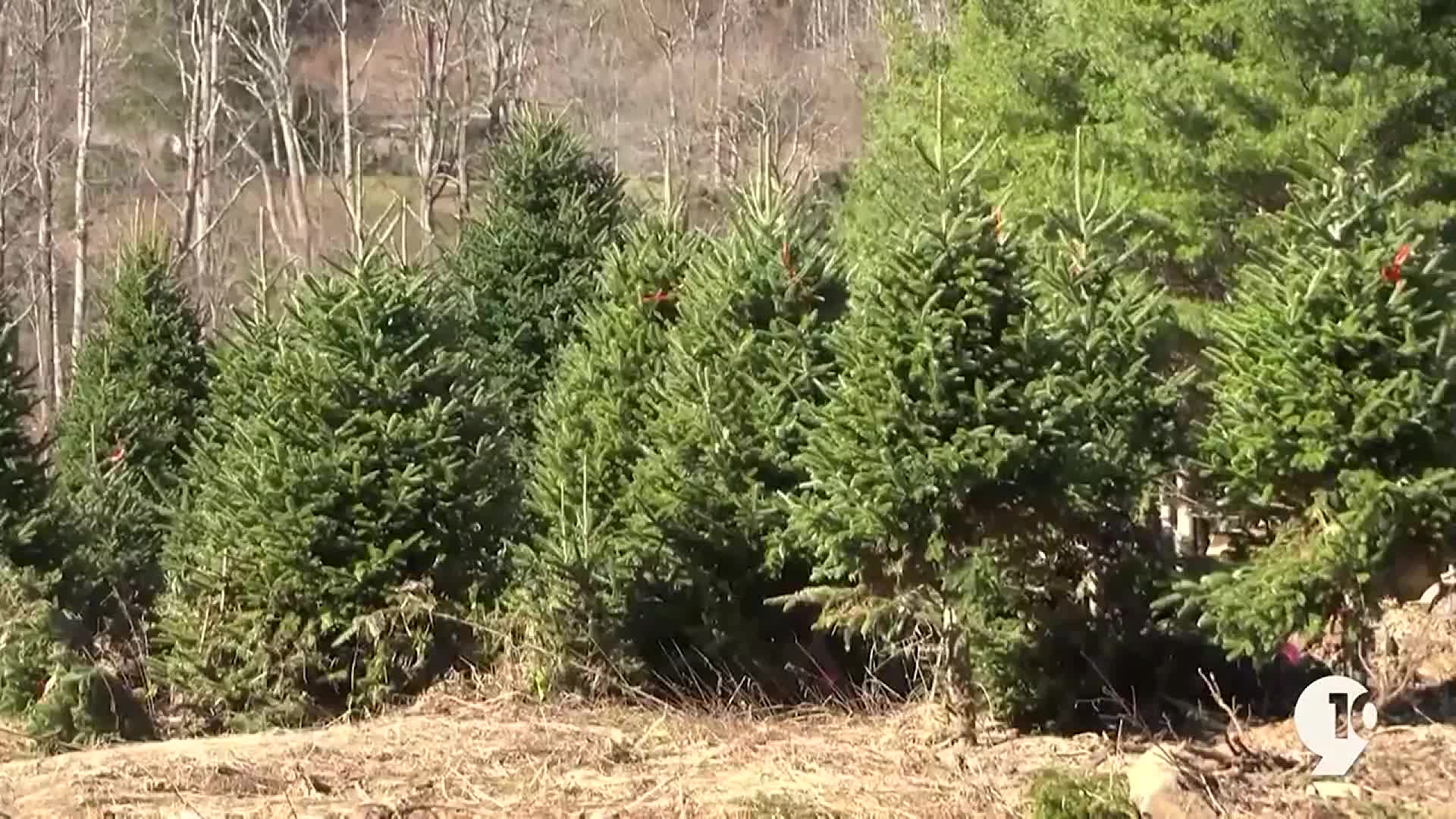 Supporting local Christmas tree farms bolsters Michigan’s economy – 9 ...
