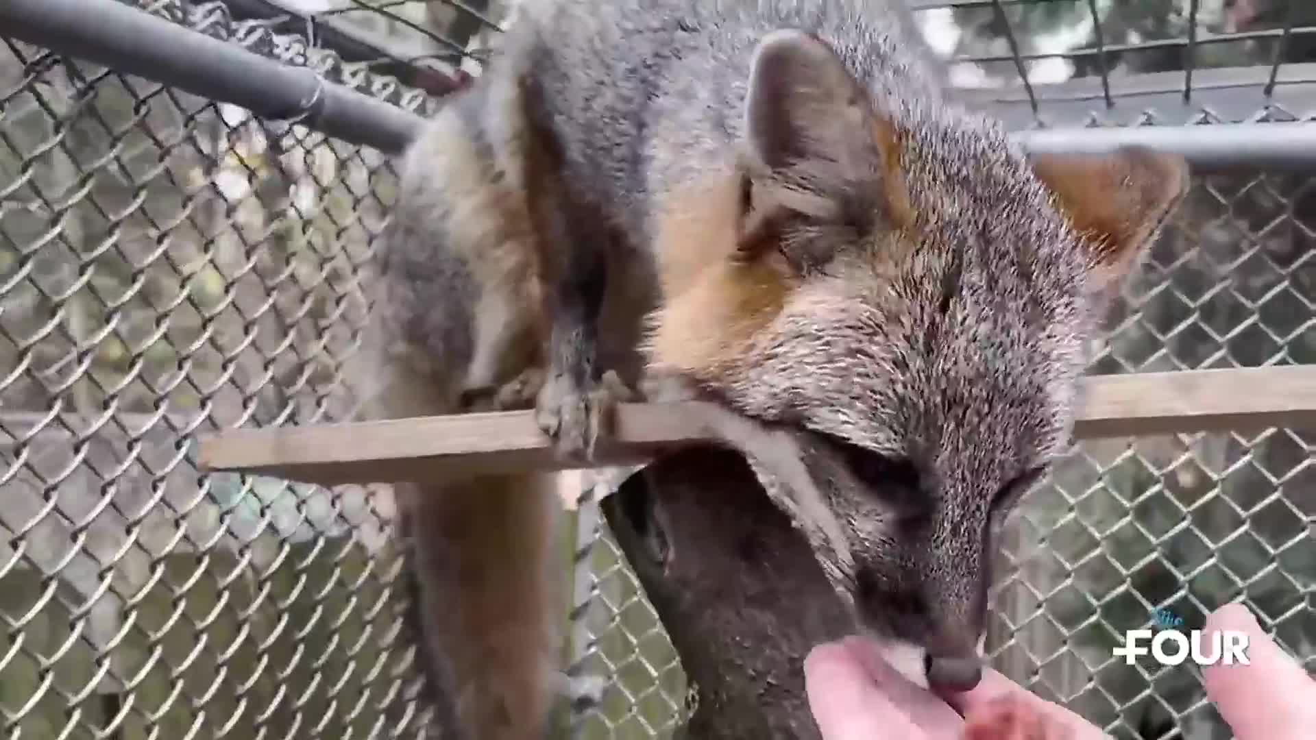 What happens in the ARK rescue nursery – 9&10 News